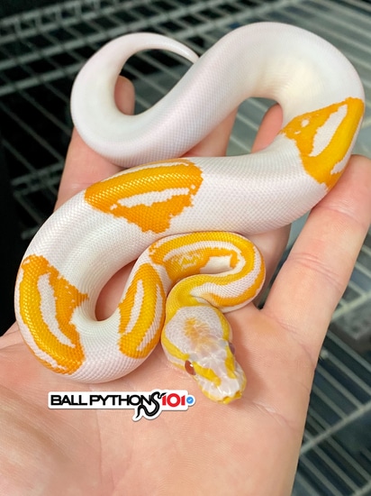 Yellowbelly Dreamsicle Ball Python by Ball Pythons 101