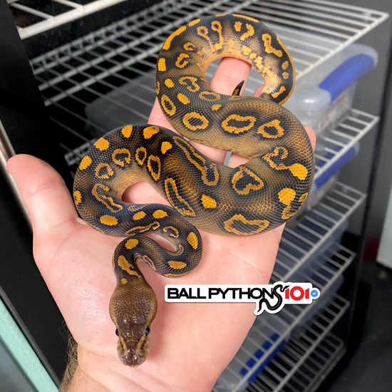 Wookie Black Pastel Yellowbelly Het Clown Ball Python by Ball Pythons 101