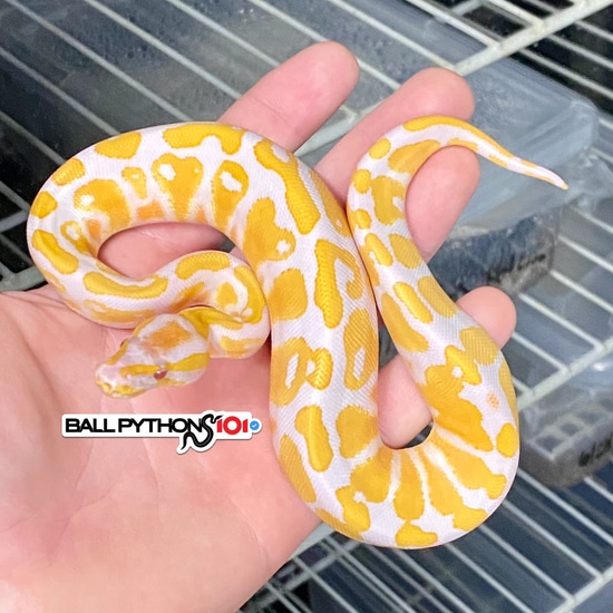 Yellowbelly Lavender Albino Het Pied Ball Python by Ball Pythons 101