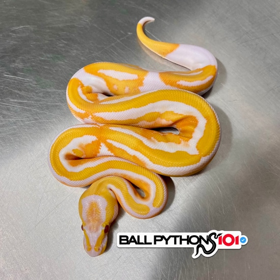 Yellowbelly Dreamsicle Ball Python by Ball Pythons 101