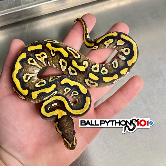 Mojave Het Clown Ball Python by Ball Pythons 101