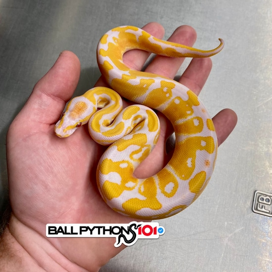 Lavender Albino Het Pied Ball Python by Ball Pythons 101