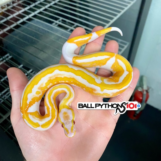 YB Dreamsicle Ball Python by Ball Pythons 101