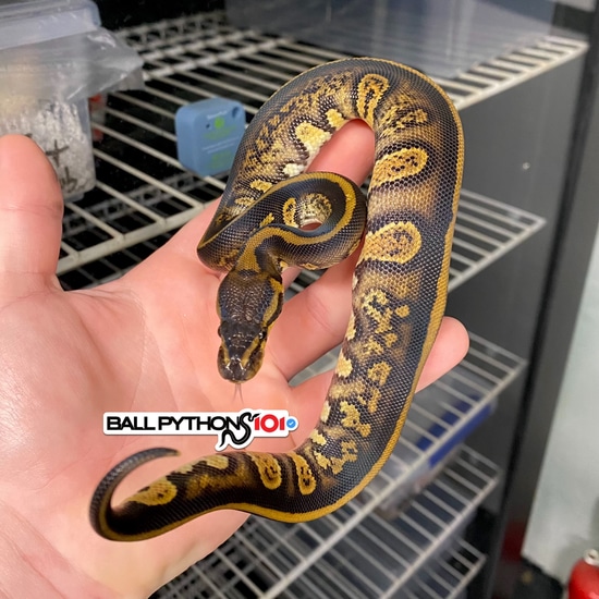 Stranger Het Clown Ball Python by Ball Pythons 101