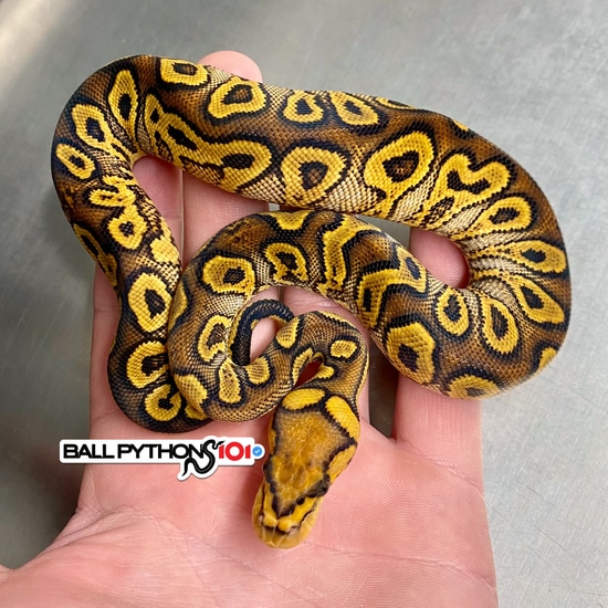 Red Stripe YB GHI Clown Ball Python by Ball Pythons 101