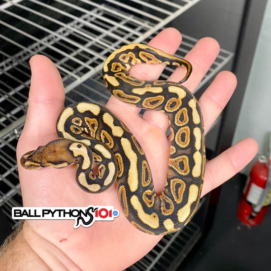 Black Pastel Redstripe Het Clown Ball Python by Ball Pythons 101
