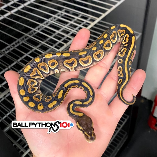 Black Head Phantom Het Clown Ball Python by Ball Pythons 101