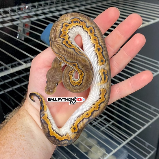 Super Black Head Clown Ball Python by Ball Pythons 101