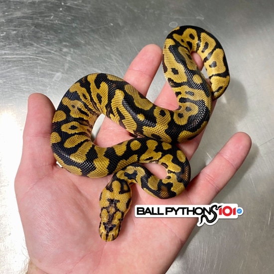 Spotnose Clown Het DG Ball Python by Ball Pythons 101