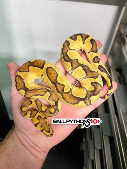 OD Phantom Enchi Clown 66% Het Ultramel Ball Python by Ball Pythons 101