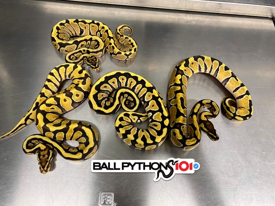*GROUP OF 4 FEMALES* Ultramel Clown Project 🔥 Ball Python by Ball ...