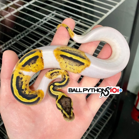Pastel YB Pied Het Desert Ghost Ball Python by Ball Pythons 101