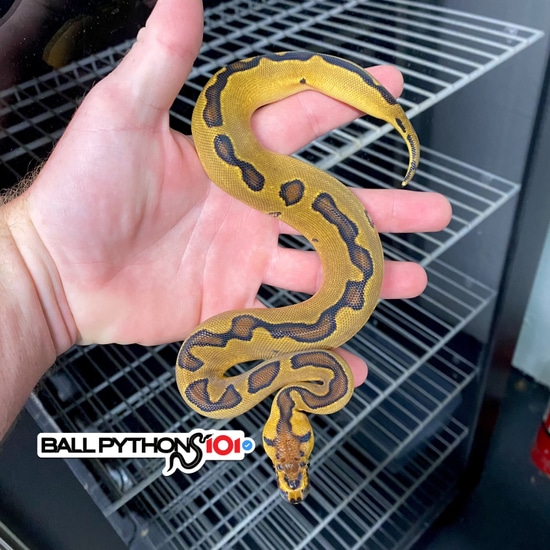 Orange Dream Enchi Clown Ball Python by Ball Pythons 101