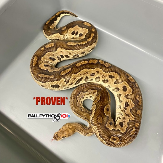 Black Head Clown *Proven* Ball Python by Ball Pythons 101