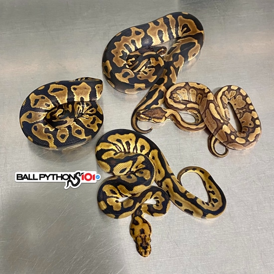 🔥group Of 4🔥 Ball Python by Ball Pythons 101