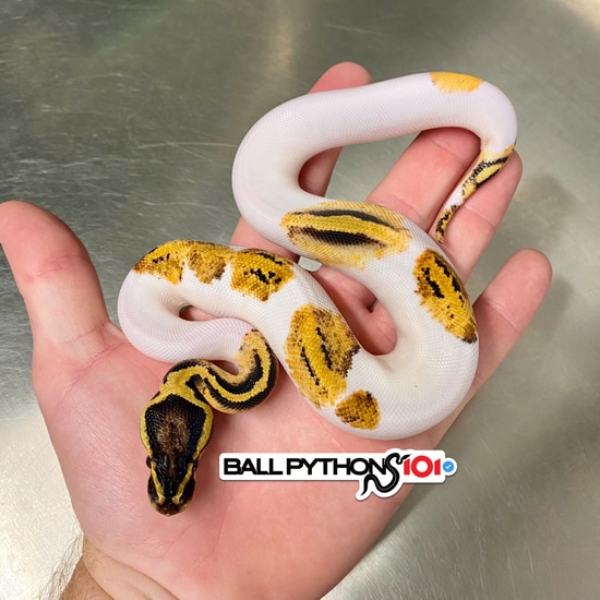 Pastel Yellowbelly Pied Het Desert Ghost Ball Python by Ball Pythons 101