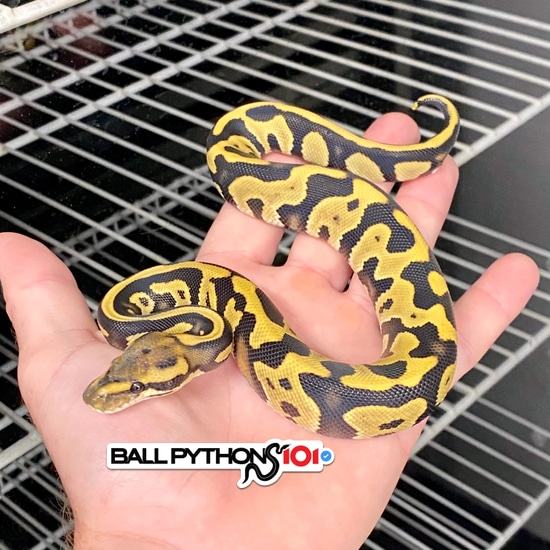 Cypress Leopard DG Het Clown Ball Python by Ball Pythons 101
