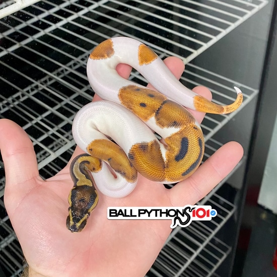Orange Dream Pied Het Desert Ghost Ball Python by Ball Pythons 101