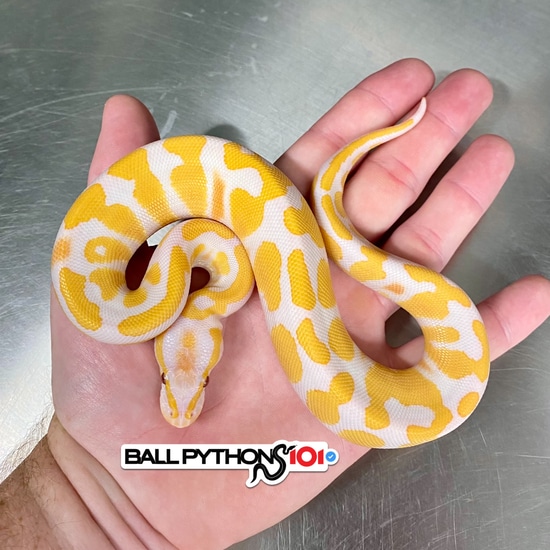 Lavender Albino Het Pied Ball Python by Ball Pythons 101