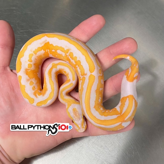 YB Dreamsicle Ball Python by Ball Pythons 101