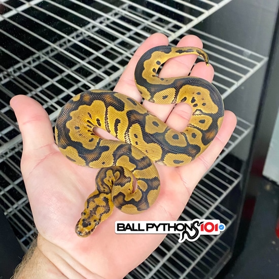 Clown Ball Python by Ball Pythons 101