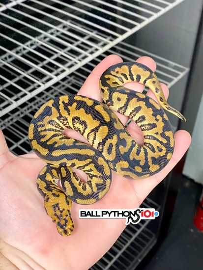 Stranger Spotnose Clown Ball Python by Ball Pythons 101