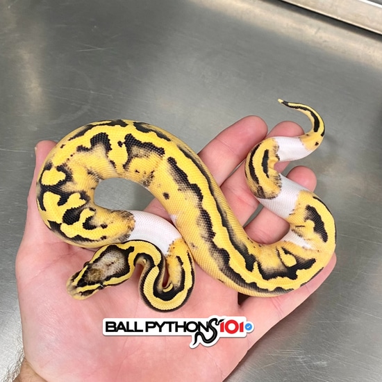 Pastel Orange Dream Yellowbelly Desert Ghost Pied Ball Python by Ball ...