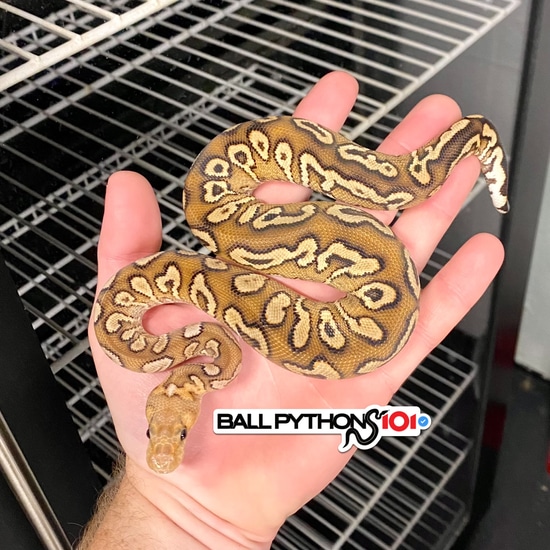 GHI Pompeii *5 Gene Clown* Ball Python by Ball Pythons 101