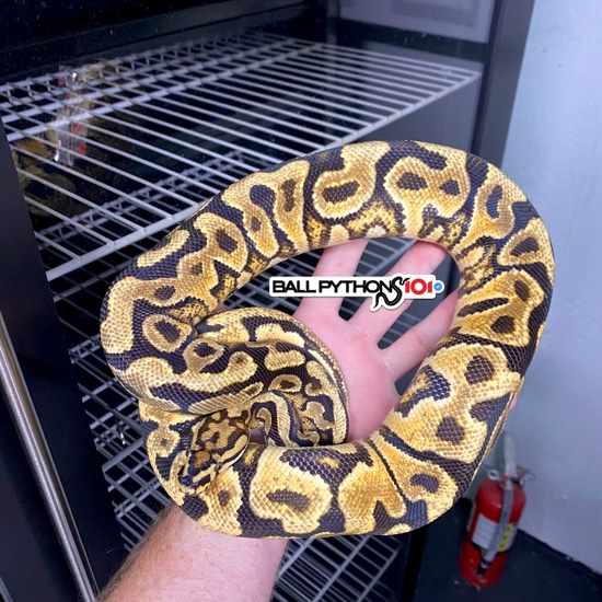 OD Spotnose YB Het Clown Ball Python by Ball Pythons 101