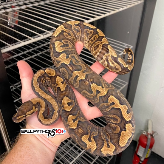 Red Stripe GHI Dbl Het Ultramel Clown Ball Python by Ball Pythons 101