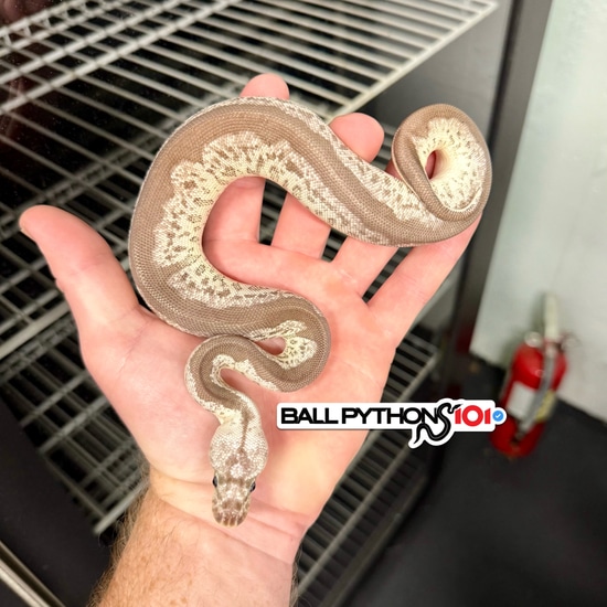 Wookie Black Pastel Leopard Pastel Clown Ball Python by Ball Pythons 101