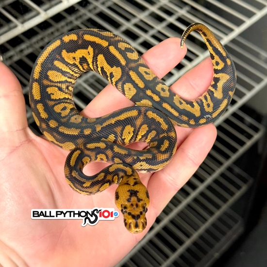 Stranger Spotnose Clown Ball Python by Ball Pythons 101