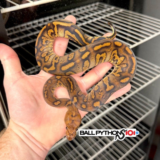 Stranger Clown Ball Python by Ball Pythons 101