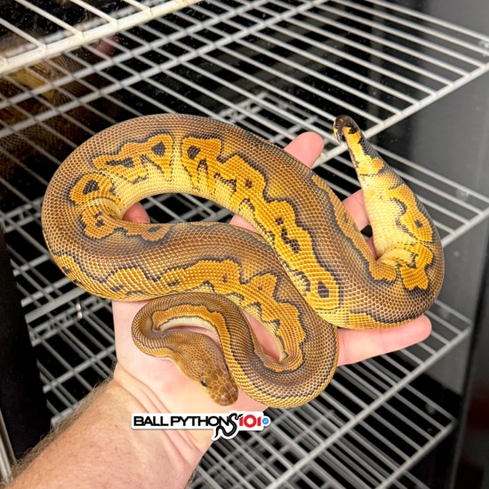 *RTB* Wookie Black Pastel Clown Ball Python by Ball Pythons 101
