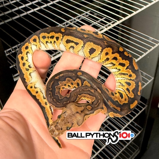 Black Pastel Clown Ball Python by Ball Pythons 101