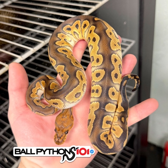 Wookie Clown Ball Python by Ball Pythons 101