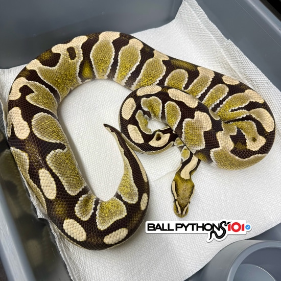 Desert Ghost *Proven & RTB* Ball Python by Ball Pythons 101