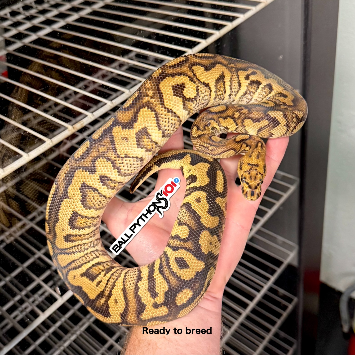 Stranger Spotnose Orange Dream Clown *RTB*