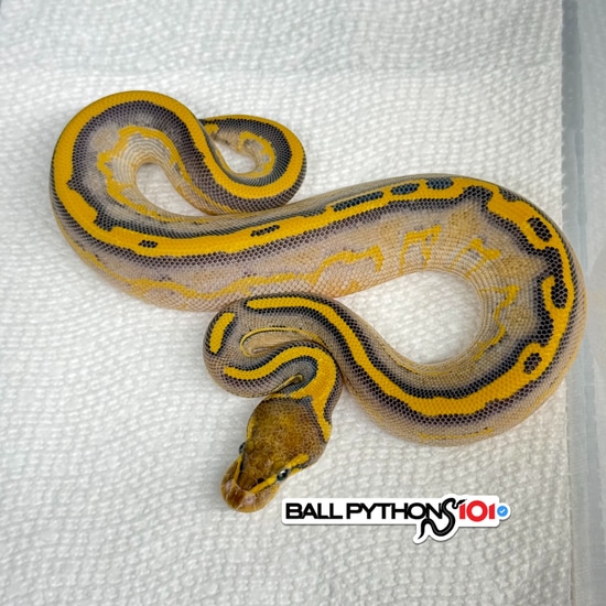 Leopard Mojave Highway Het Clown Ball Python by Ball Pythons 101