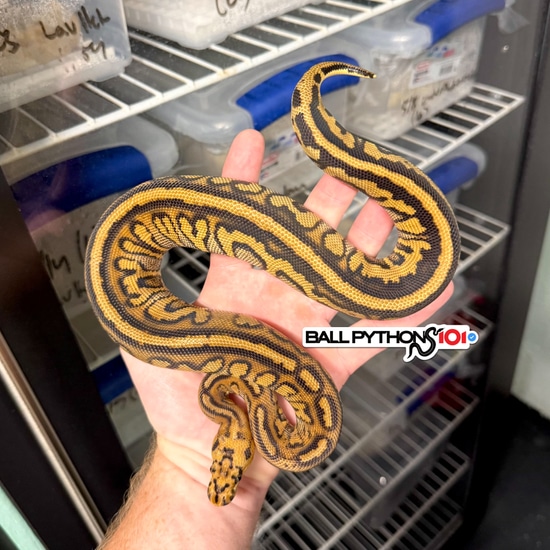 Stranger Spotnose Clown Ball Python by Ball Pythons 101