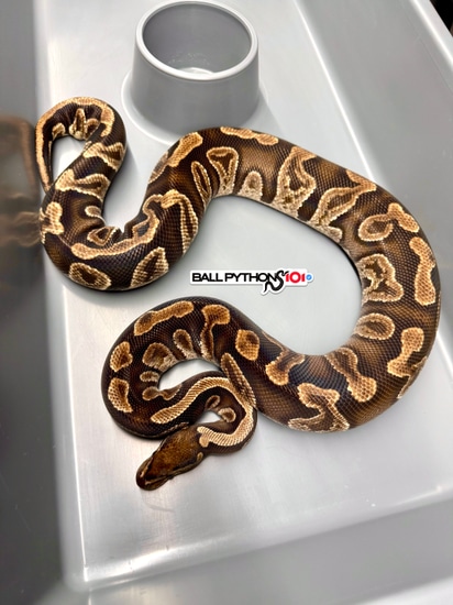 OD GHI 💯 Het Clown PROVEN Ball Python by Ball Pythons 101