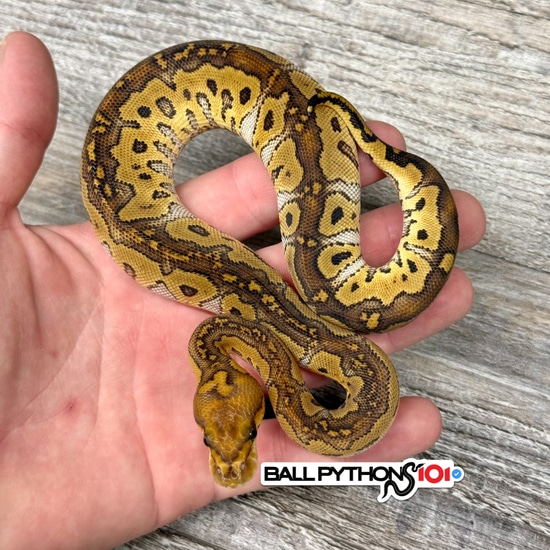 Phantom RedStripe Clown Ball Python by Ball Pythons 101
