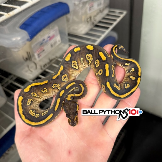Black Head RedStripe YB Phantom Het Clown Ball Python by Ball Pythons 101