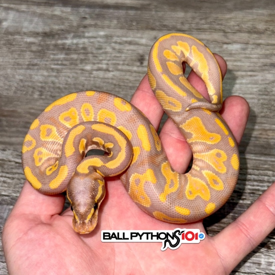 Black Head Banana Het Clown Ball Python by Ball Pythons 101