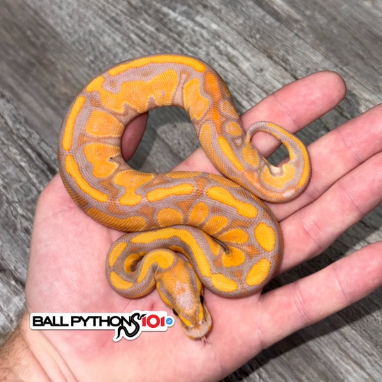 Black Head Phantom RedStripe YB Banana Het Clown Female Maker Ball ...