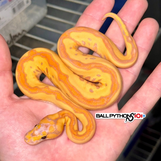 RedStripe YB Banana Clown Female Maker Ball Python by Ball Pythons 101