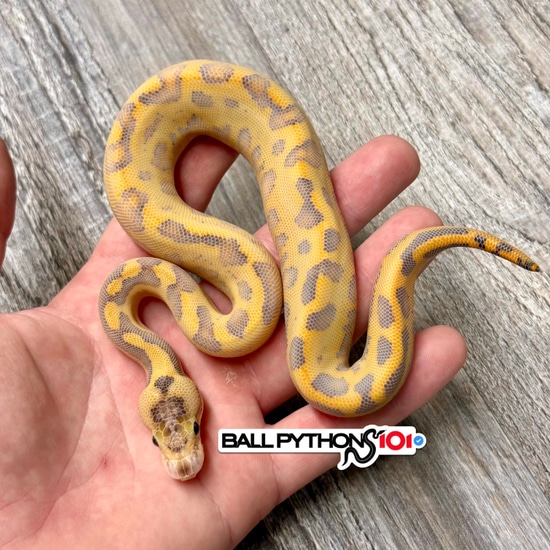 Leopard GHI Highway Het Clown Ball Python by Ball Pythons 101