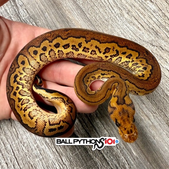 BlackHead RedStripe YB Phantom Clown Ball Python by Ball Pythons 101