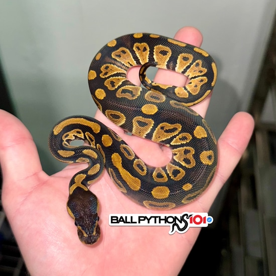 BlackHead 100% Het Clown 50% Het Hypo Ball Python by Ball Pythons 101