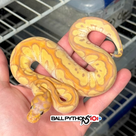 Banana RedStripe Phantom Clown Female Maker Ball Python by Ball Pythons 101